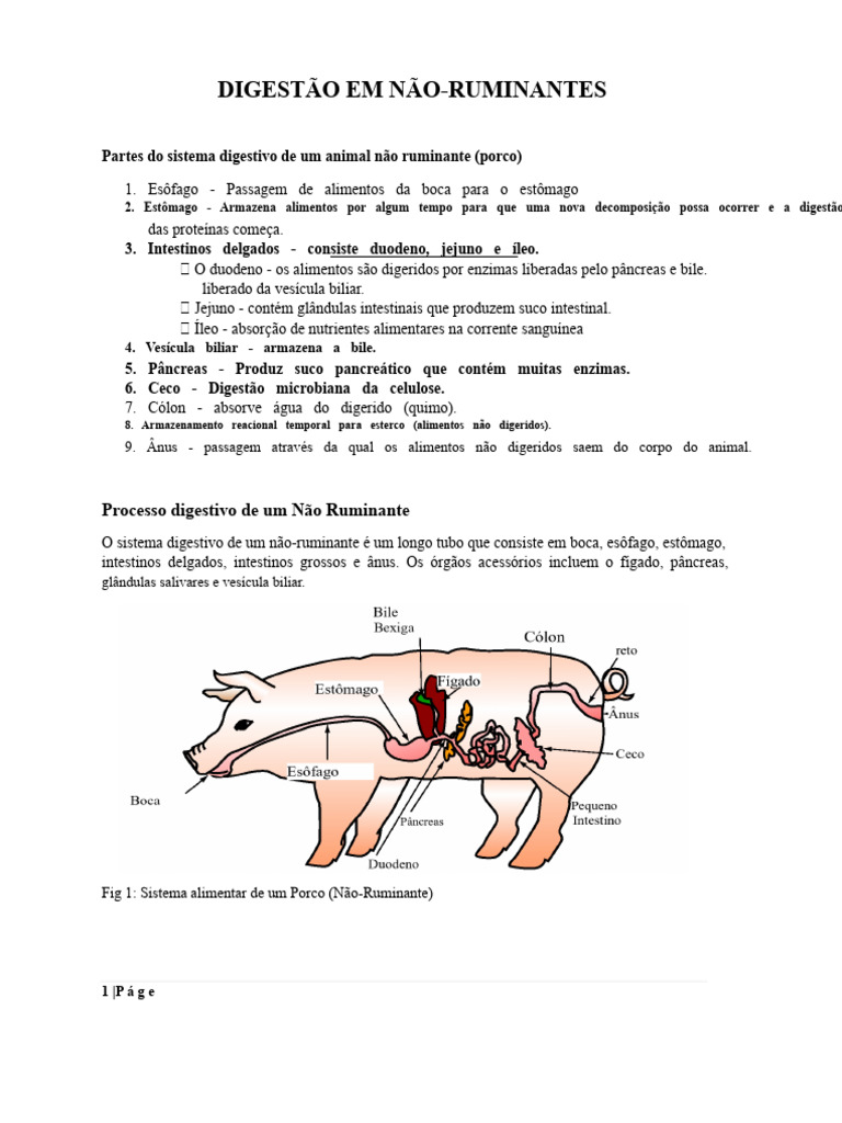 Digestão em Porcos Não-Ruminantes | PDF | Digestão | Sistema digestivo ...