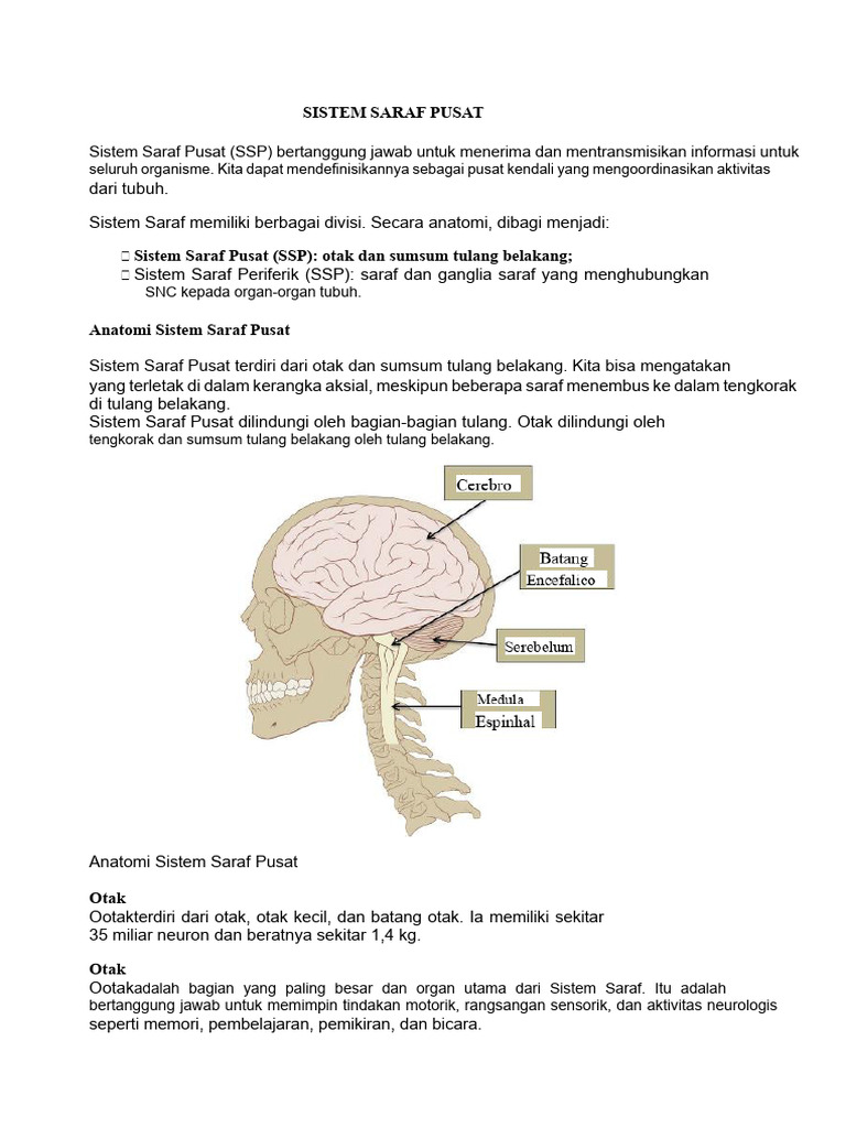 Anatomi dan Fungsi Sistem Saraf Pusat | PDF