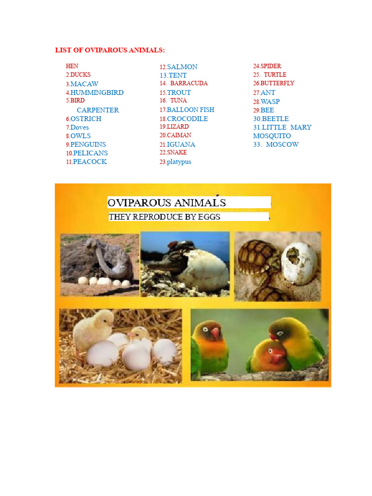 Oviparous and Viviparous Animals | PDF