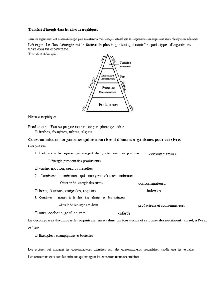 Transfert D'énergie Dans Les Niveaux Trophiques | PDF | Réseau ...