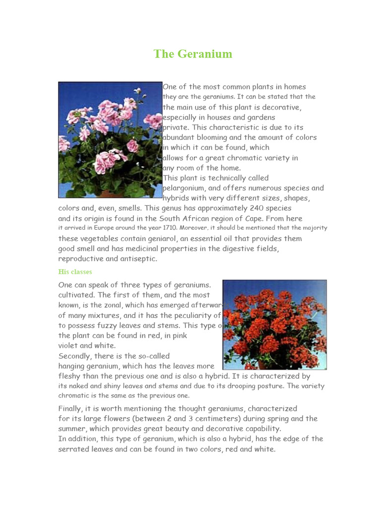 The Geranium | PDF | Flowers | Plants