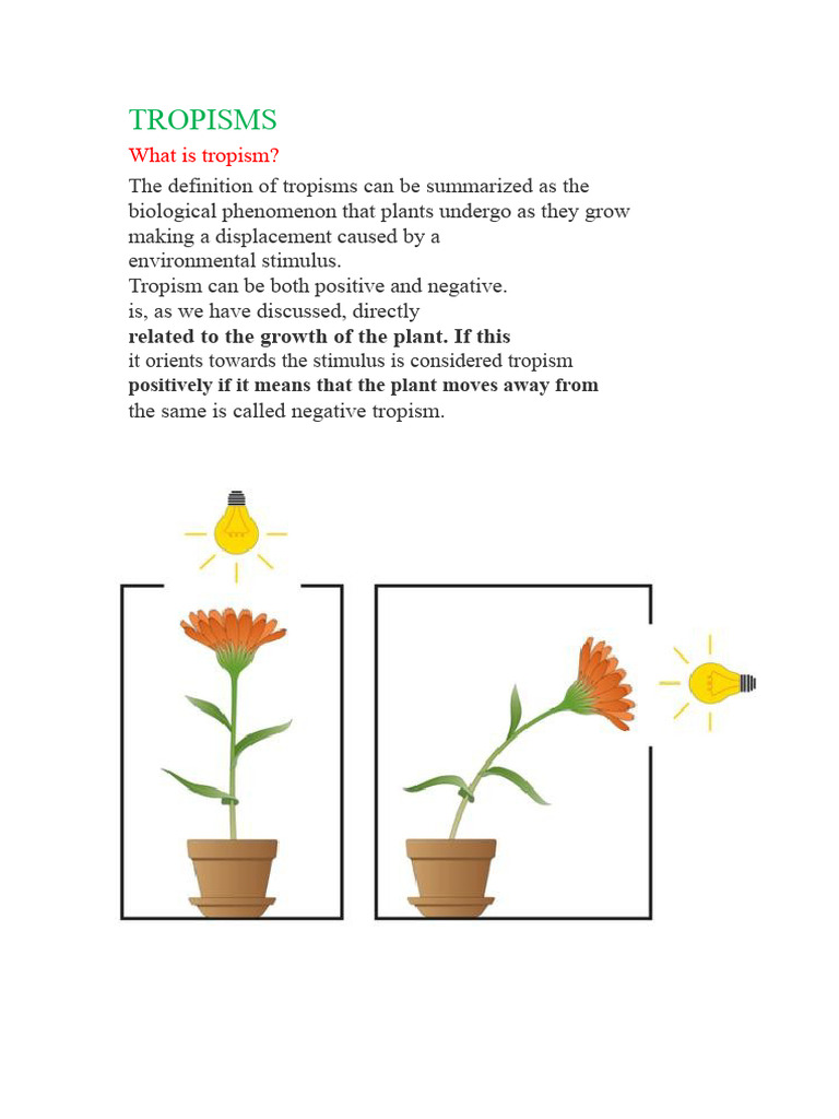 TROPISMS | PDF | Botany | Plants