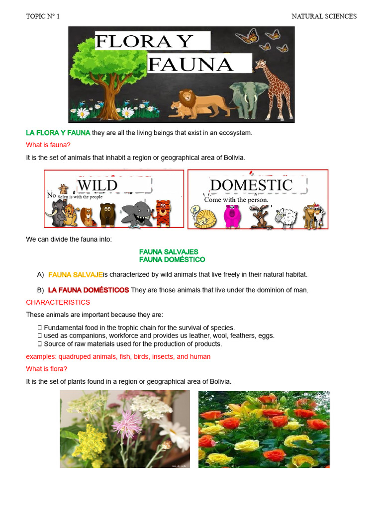 Theme No. 1 Flora and Fauna | PDF | Plants | Foods