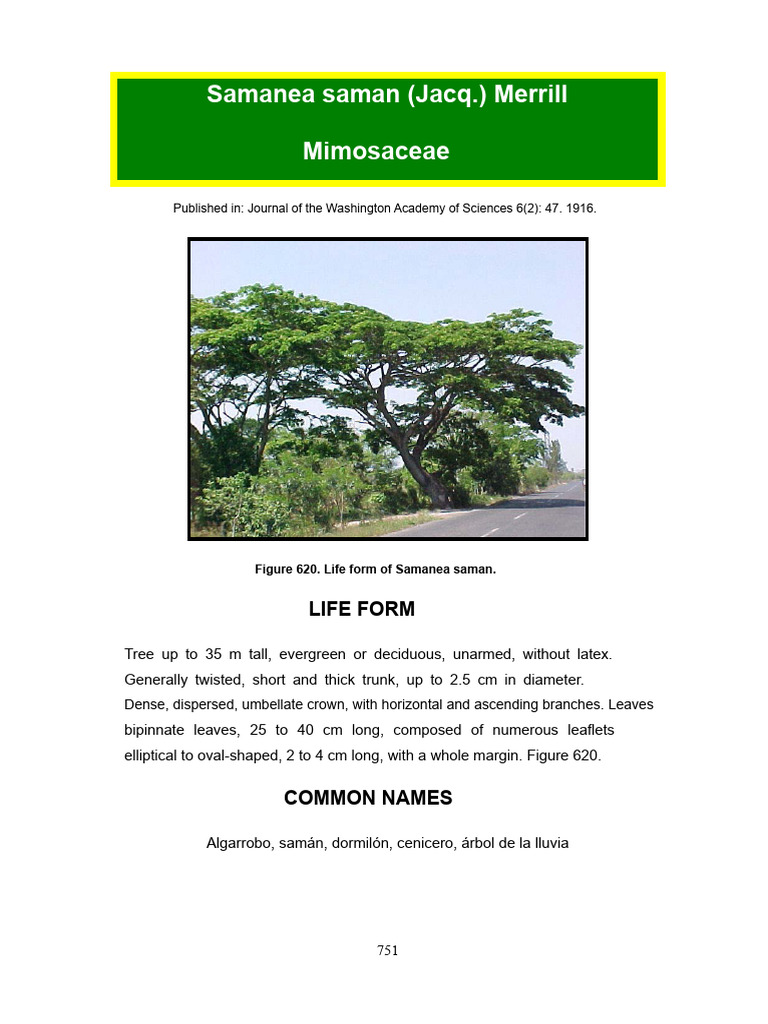 Overview of Samanea saman Tree | PDF | Seed | Fruit