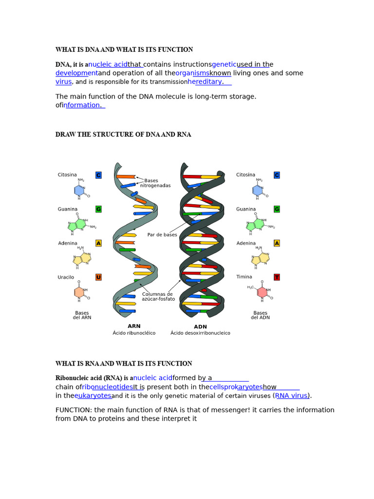 What Is DNA and What Is Its Function? | PDF | Rna | Nucleotides
