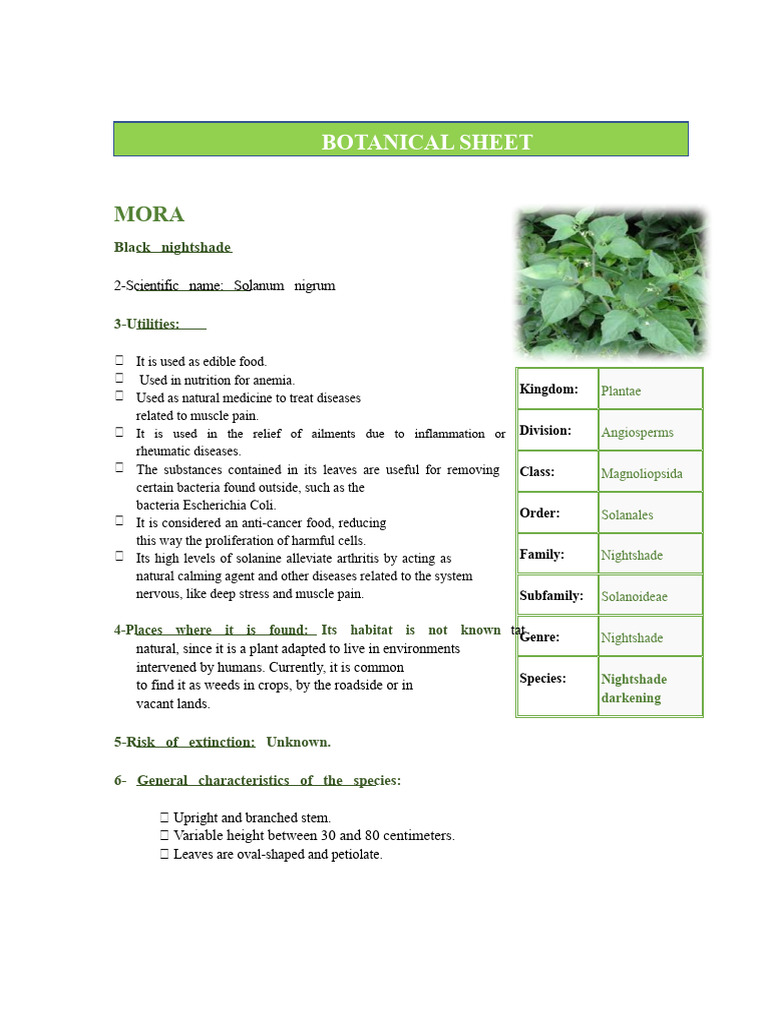 Plants | PDF | Spinach | Diet & Nutrition