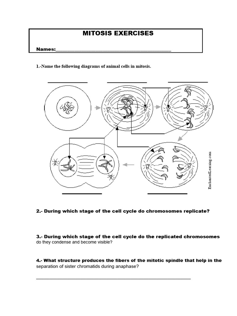 MITOSIS Exercise | PDF