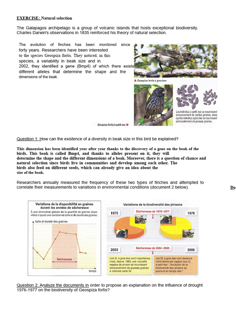Natural Selection in Galapagos Finches | PDF | Natural Selection | Biology