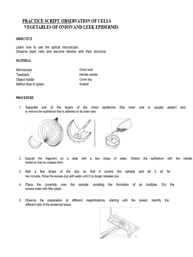 PRACTICE - Onion Epidermis | PDF
