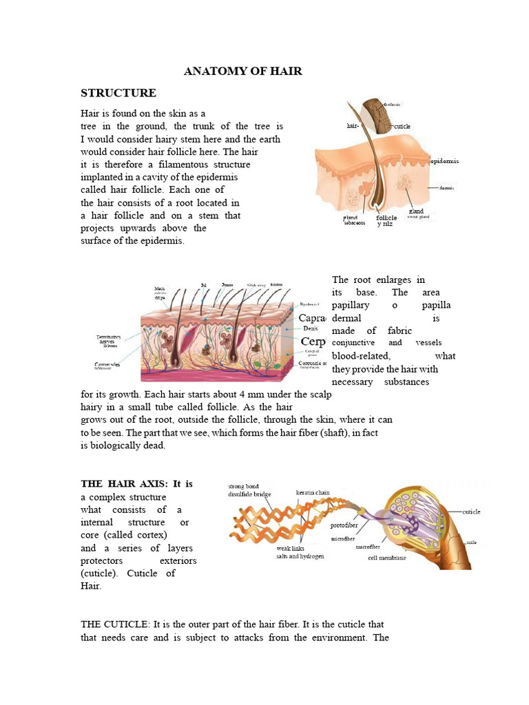 Anatomy and Care of Hair Structure | PDF | Hair | Integumentary System
