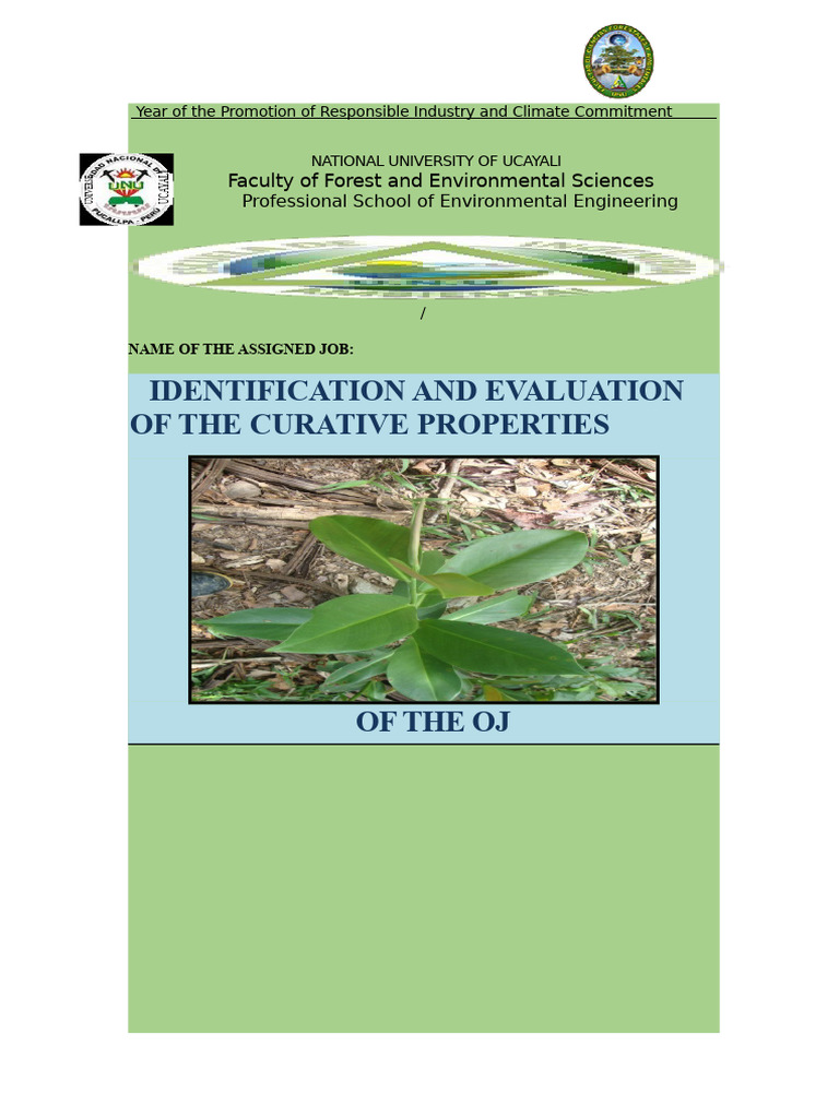 Curative Properties of Oje (Ficus Insípida) | PDF | Ficus | Agriculture