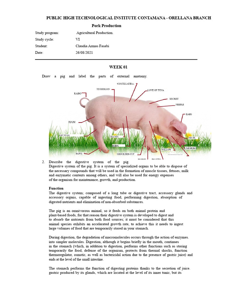 Sem 2 Pig Production-D | PDF | Gastrointestinal Tract | Digestion
