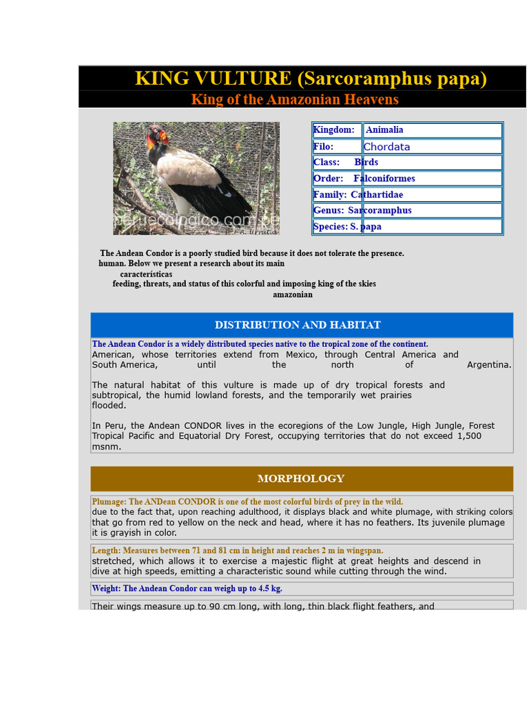 Royal Condor | PDF | Birds | Zoology