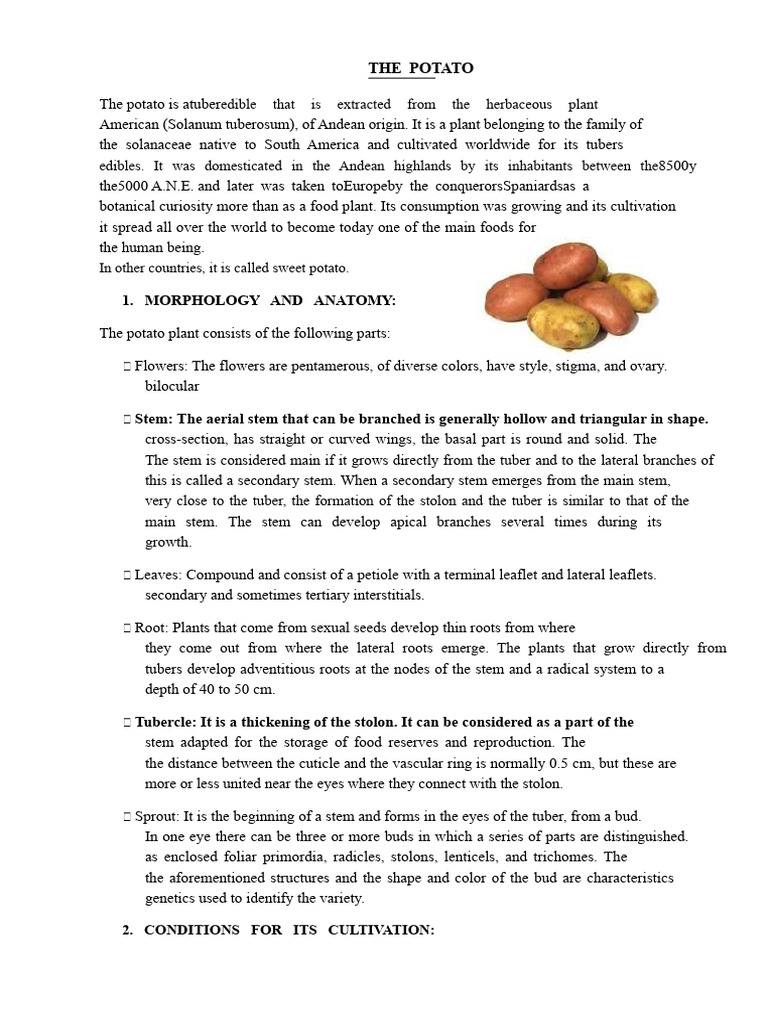 Nutritional Benefits and Varieties of Potatoes | PDF | Potato | Foods