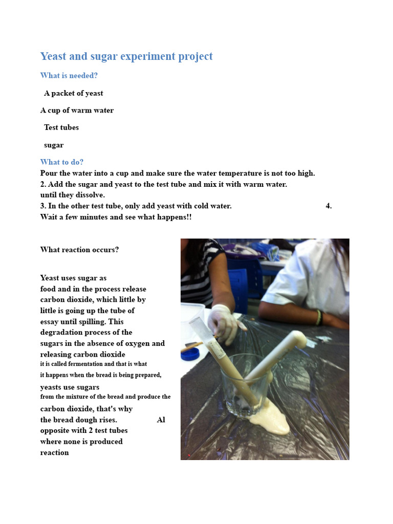 Yeast and Sugar Fermentation Experiment | PDF | Yeast | Breads