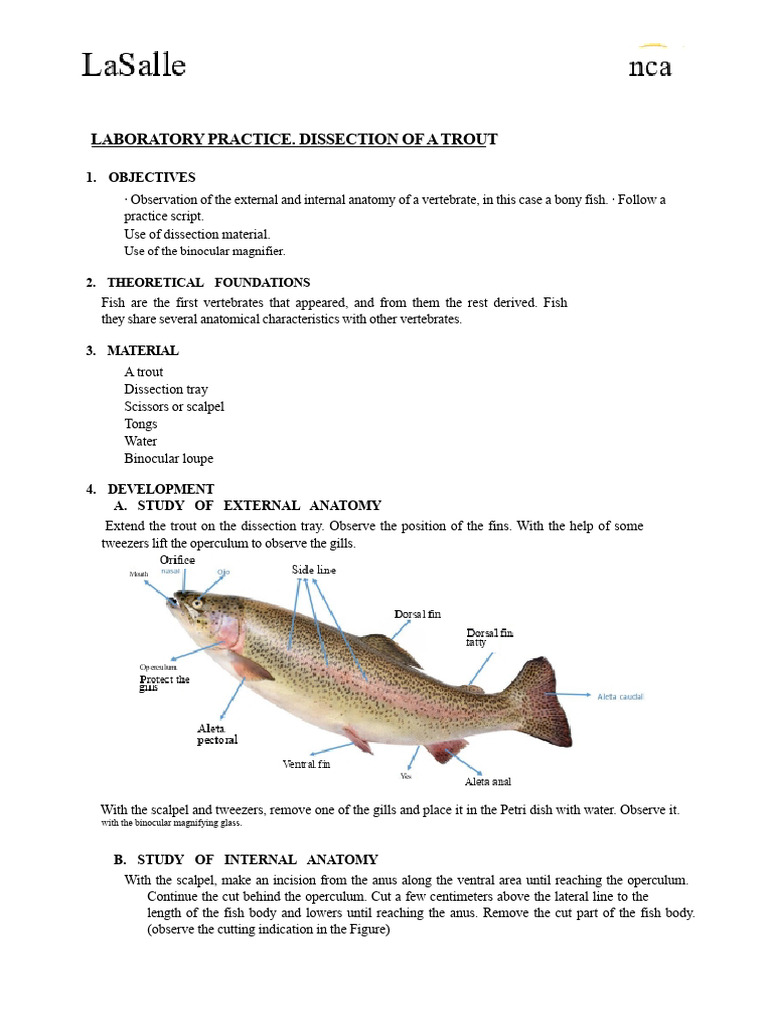 P4 - Dissection of A Trout | PDF