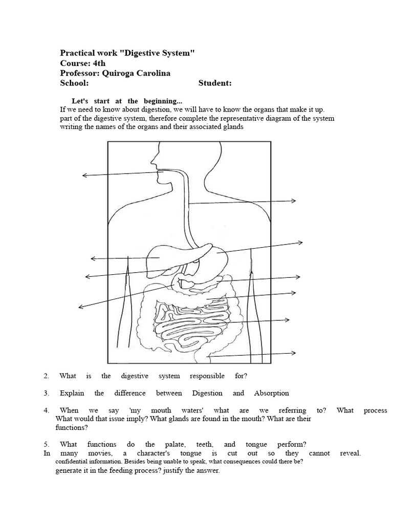 Practical Work On The Digestive System | PDF | Digestion | Human ...