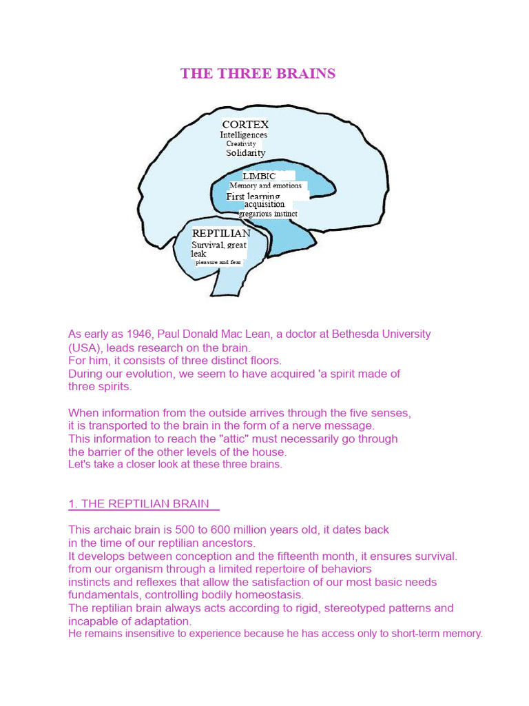 Understanding the Three Brains | PDF | Limbic System | Brain