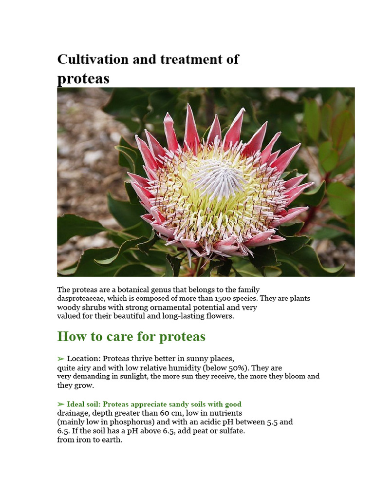 Cultivating and Caring for Proteas | PDF | Soil | Botany
