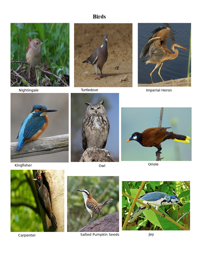 Album of Birds, Fish, Amphibians, and Reptiles | PDF