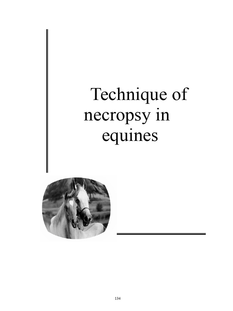 Equine Necropsy Techniques Explained | PDF | Heart Valve | Ventricle ...