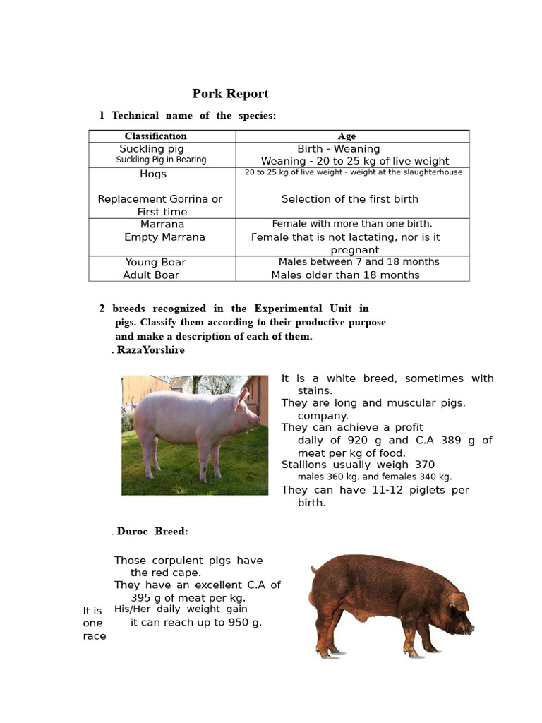 Pig Report | PDF | Pig