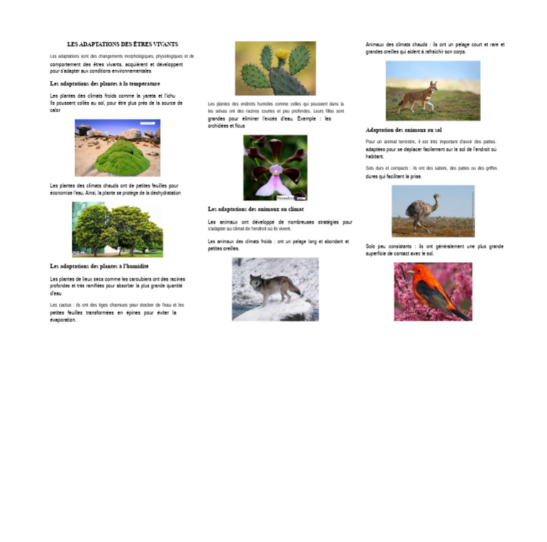 Adaptations des êtres vivants aux climats | PDF | Plantes | Sol (pédologie)