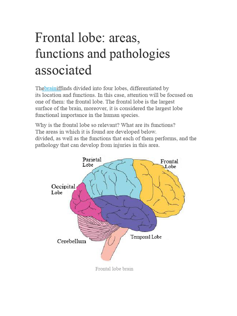 Frontal Lobe | PDF | Frontal Lobe | Dorsolateral Prefrontal Cortex