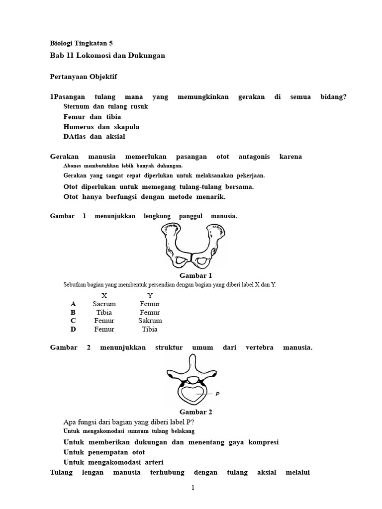 Latihan Tentang Lokomosi Dan Dukungan | PDF