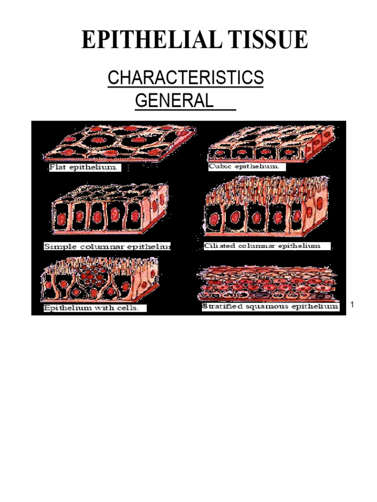 3.-Epithelial Tissue | PDF | Epithelium | Animal Anatomy