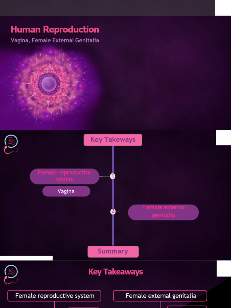 Female Reproductive System - Part 2 | PDF | Labia | Vagina