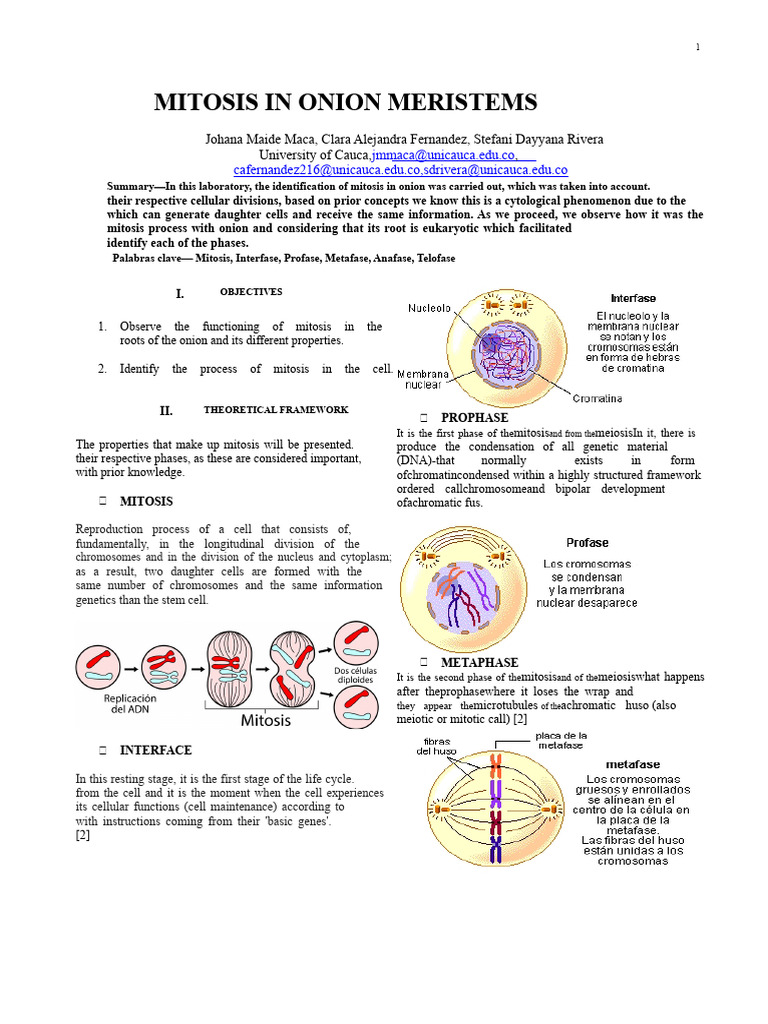 Practice 7 Mitosis of The Onion | PDF | Mitosis | Meiosis