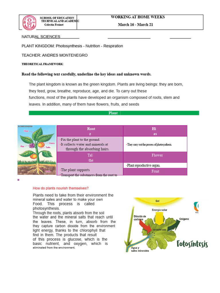 Workshop N1 - Natural Sciences - Plant Kingdom - Third | PDF | Plants ...