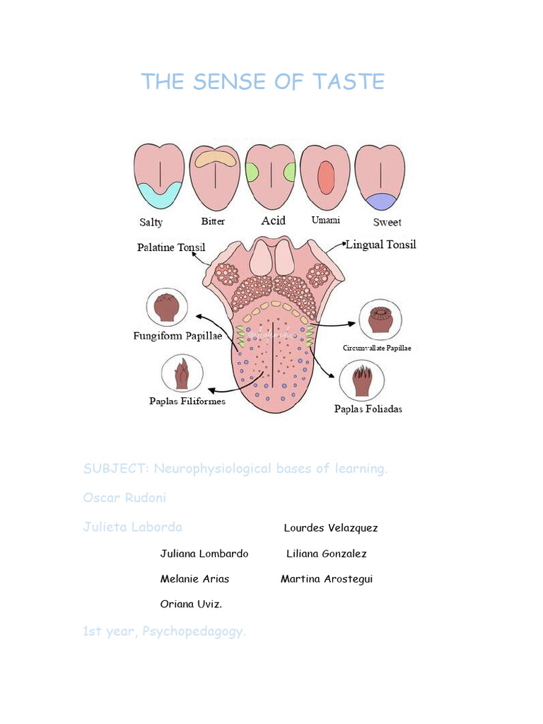 Sense of Taste | PDF | Taste | Senses