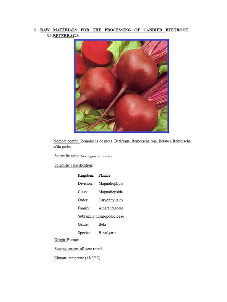 Beetroot or Beet | PDF | Beetroot | Sugar
