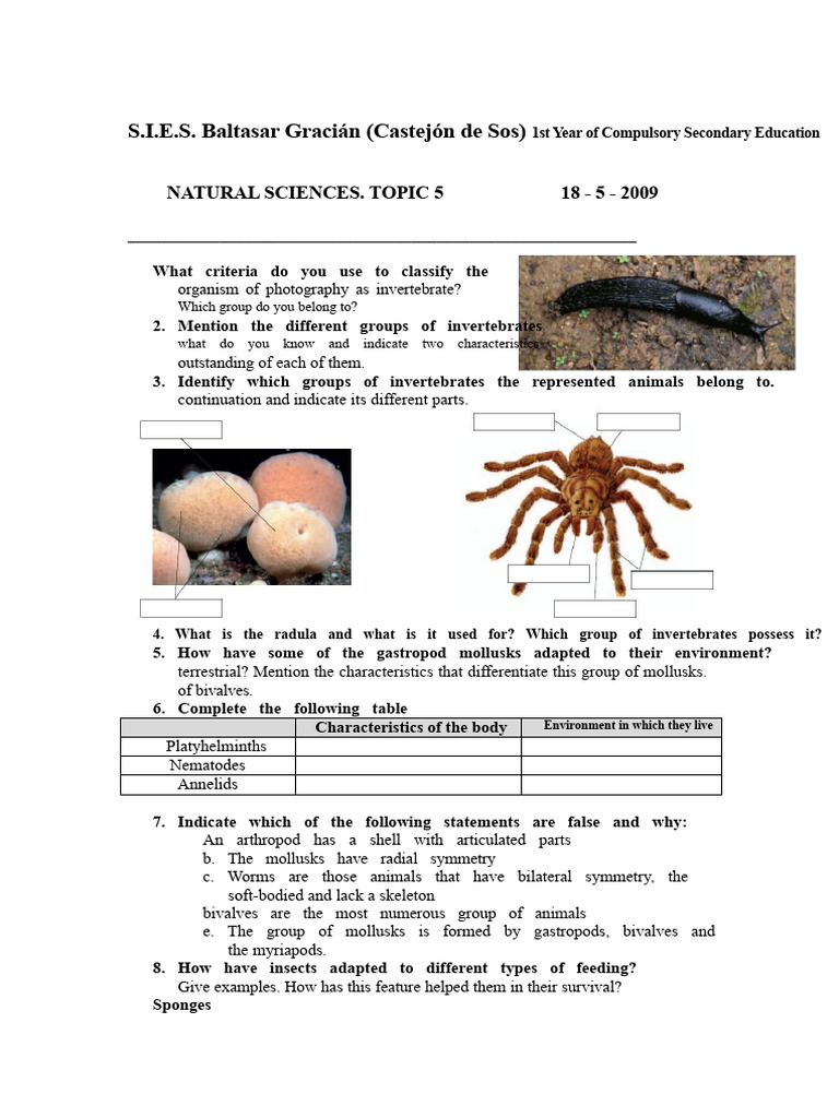 Exam Natural Sciences 1st ESO Topic 5 PDF | PDF | Mollusca | Invertebrate