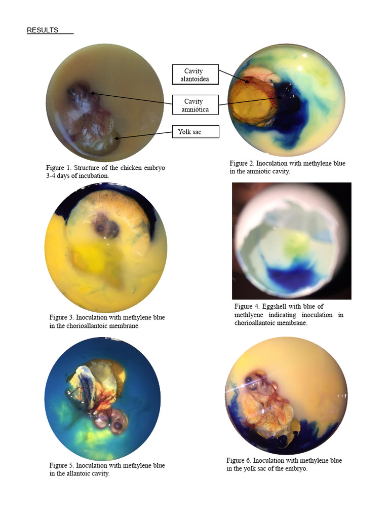 Chicken Embryo Inoculation Techniques | PDF | Virus | Inoculation