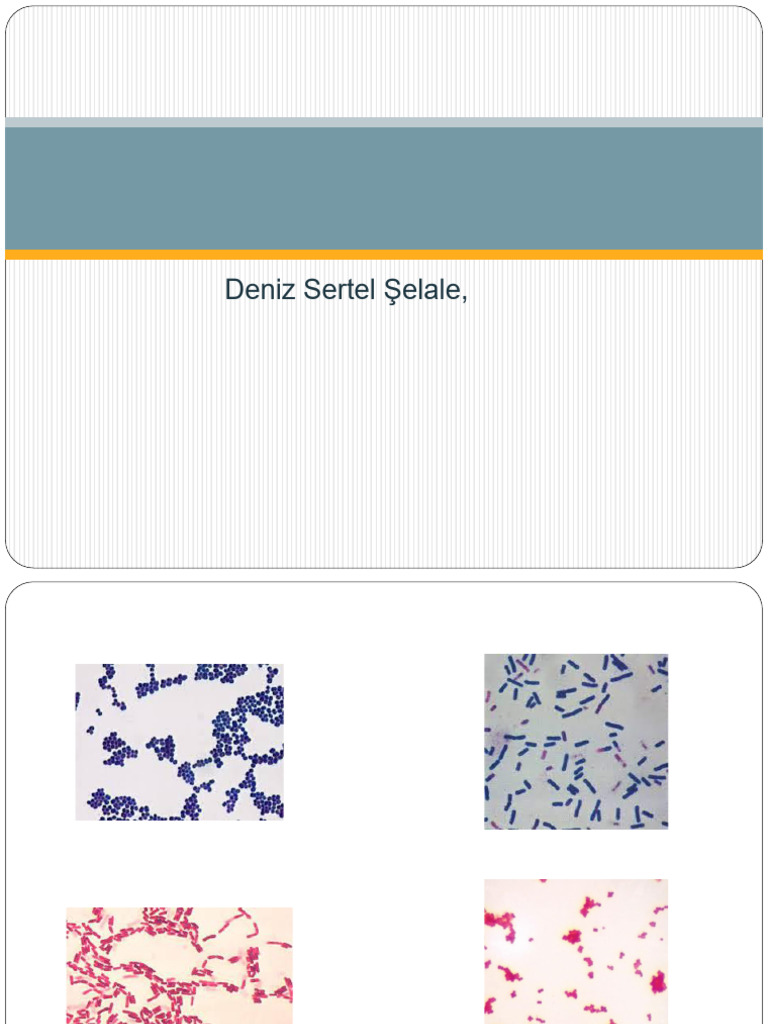 Overview of Gram-Positive Coccobacilli | PDF | Streptococcus ...