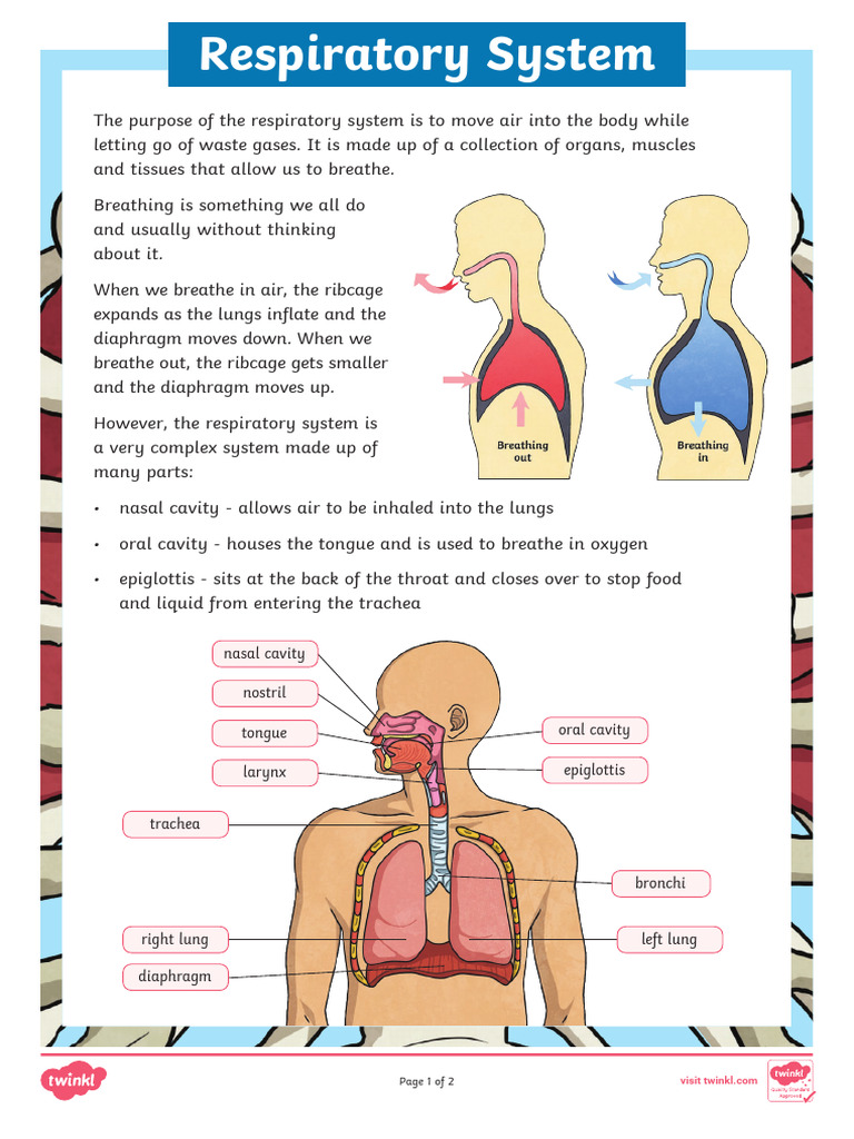 Cfe S 1743425977 Respiratory System Reading Comprehension Ver 3 | PDF ...