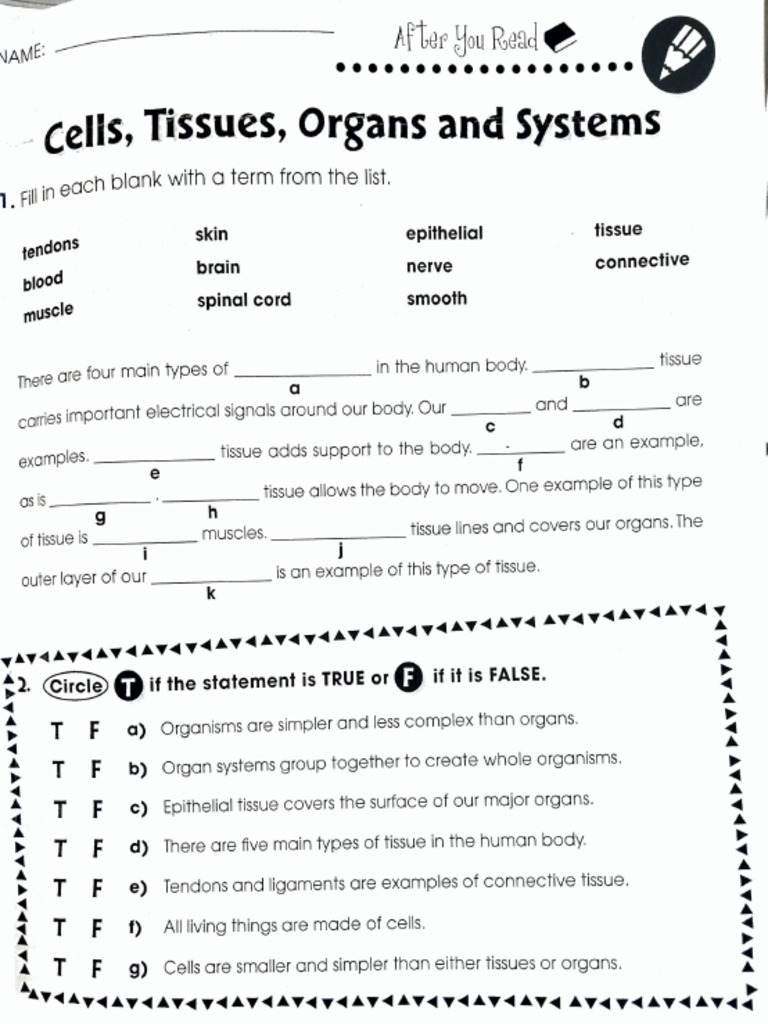 L3 Cells Tissues Organs and Organ Systems | PDF