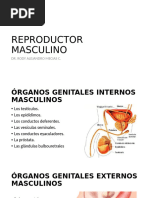 Capas del escroto y su anatomía | PDF