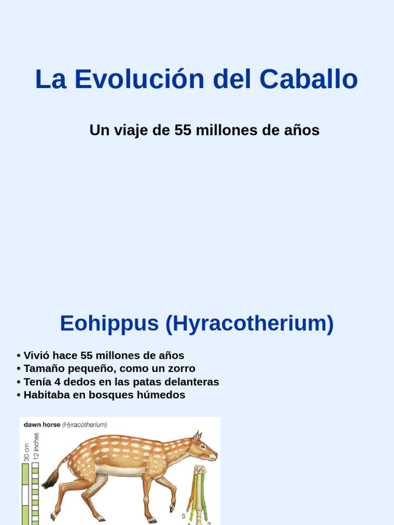 Evolucion Caballo Presentacion Final-1 | PDF