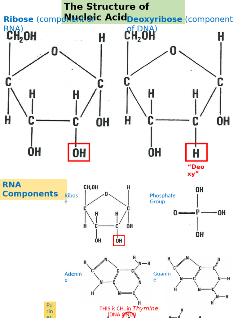 The Structure of Nucleic Acids | PDF | Nucleotides | Biosynthesis