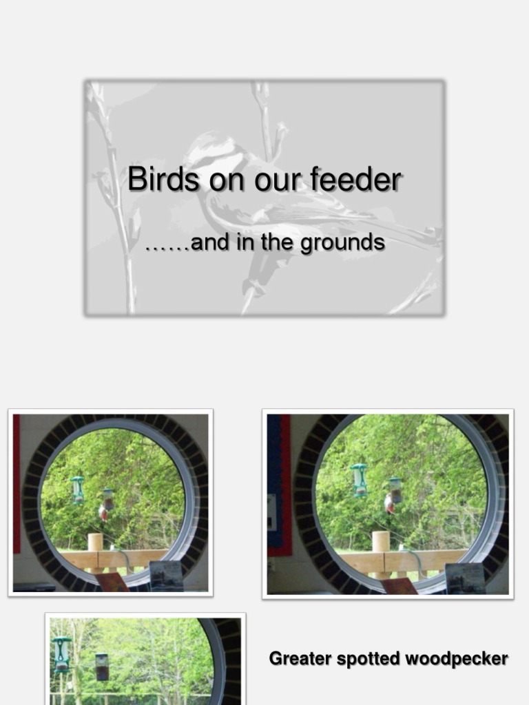 Birds On Our Feeder | PDF | Home & Garden