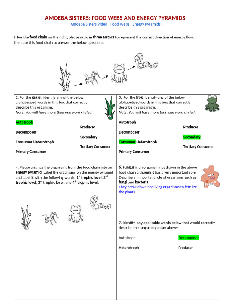 Amoeba Sisters - Food Webs-Energy Pyramids | PDF | Food Web | Natural ...