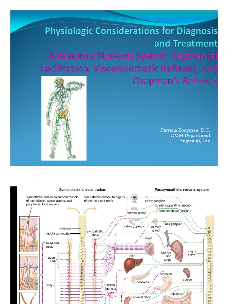 Patricia Kooyman, D.O. OMM Department August 16, 2011 | PDF | Autonomic ...
