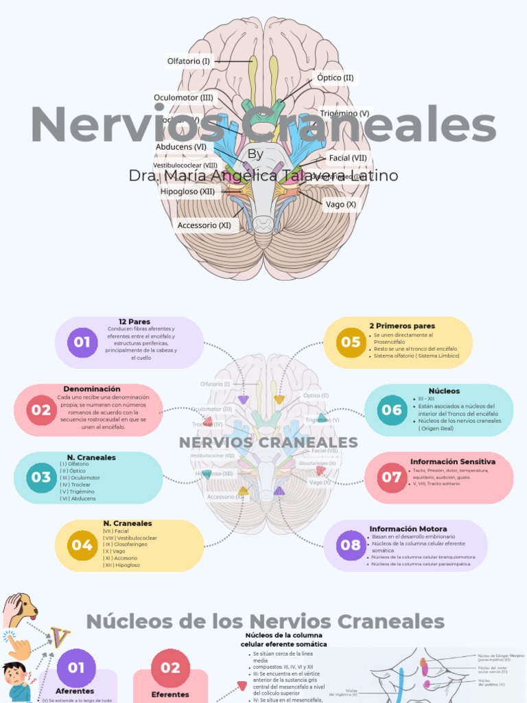 Funciones y Orígenes de Nervios Craneales | PDF | Anatomía de los ...
