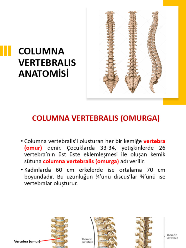 4 - Columna Vertebralis Anatomisi | PDF
