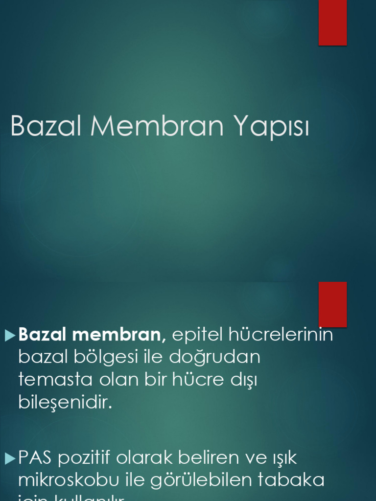 Bazal Membran Yapısı | PDF