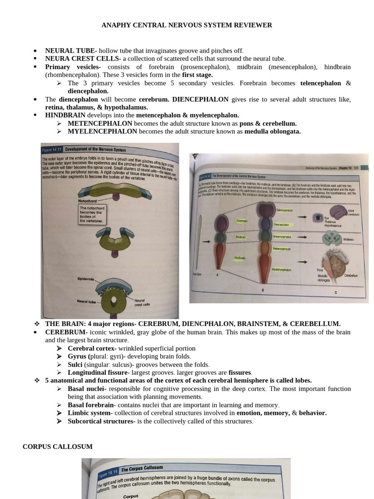 Anaphy Central Nervous System Reviewer | PDF | Central Nervous System ...